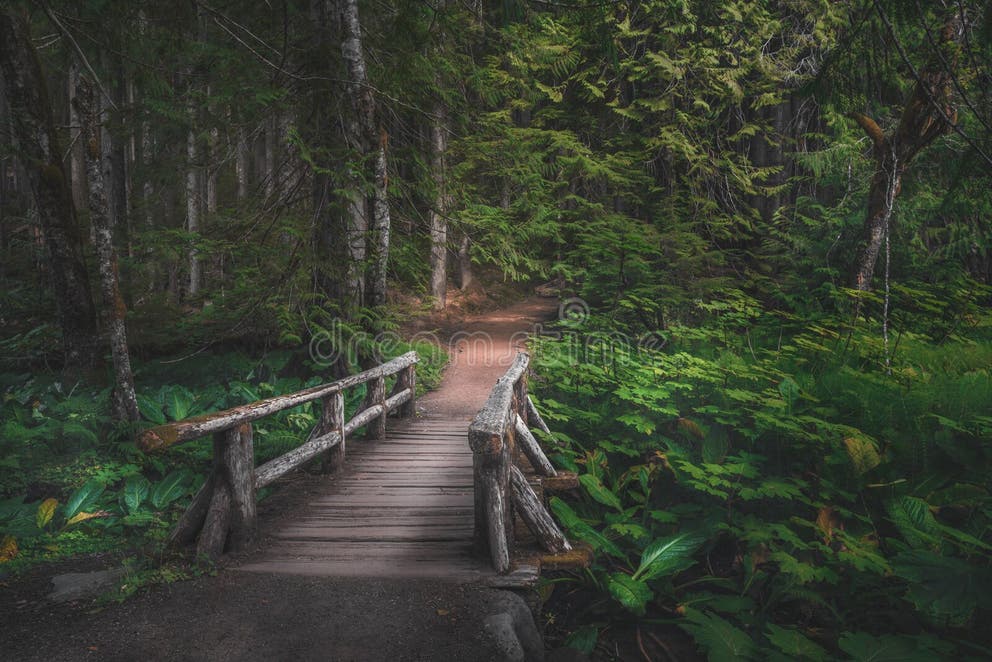 Wooden Bridge into the Mount Rainier Forest. Stock Photo - Image of ...