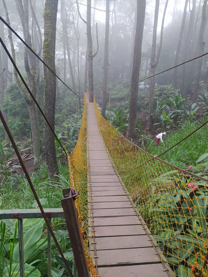 Wooden Bridge, Natural Forest in Bali Stock Photo - Image of natural ...