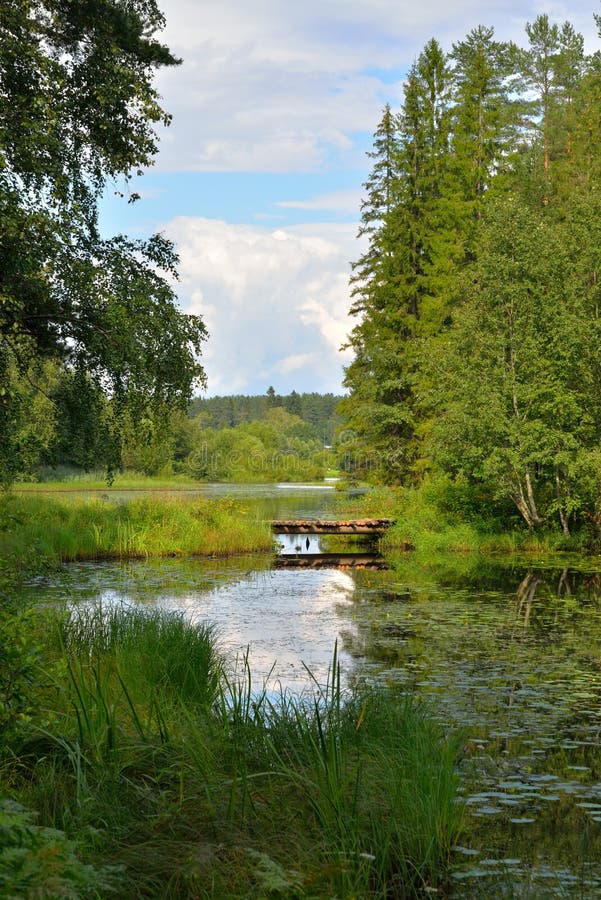 Wooden Bridge Over Forest River on a Summer Day Stock Image - Image of ...