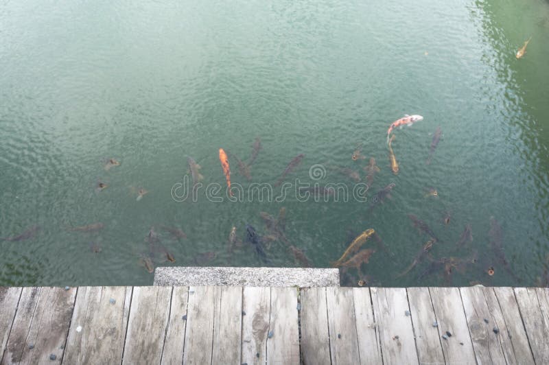 Wooden Bridge Over Koi Pond Stock Photo - Image of japanese, aquatic ...