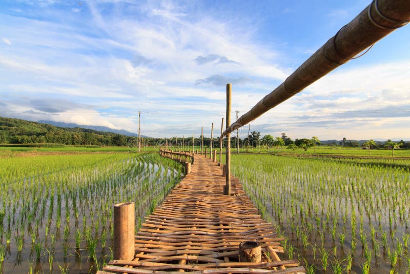 The Wooden Bridge Over the Rice Field Stock Photo - Image of growing ...