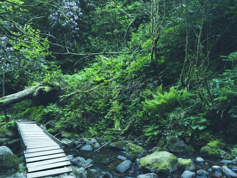 Wooden Bridge Over the River in the Forest Stock Photo - Image of ...