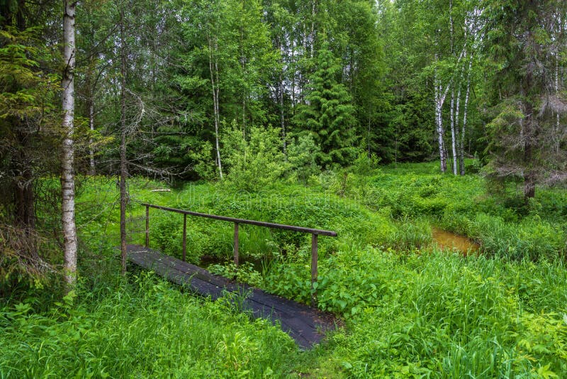 Wooden Bridge Over a Small Forest Stream. Stock Image - Image of forest ...