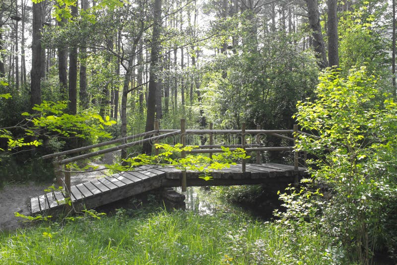 Wooden Bridge Over a Stream in a Forest Stock Photo - Image of stream ...