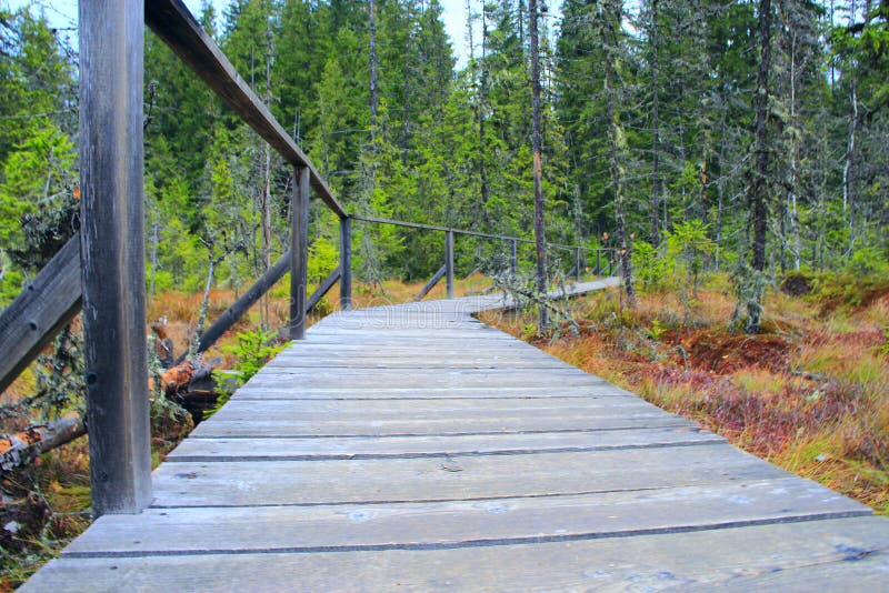 Wooden Bridge Over Swamp in Dense Forest Stock Photo - Image of flora ...