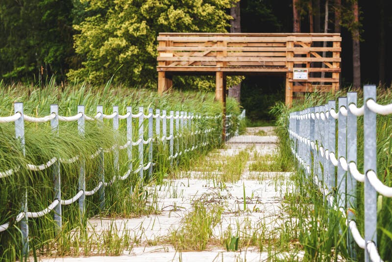 Wooden bridge over swamp stock photo. Image of forest - 126715928