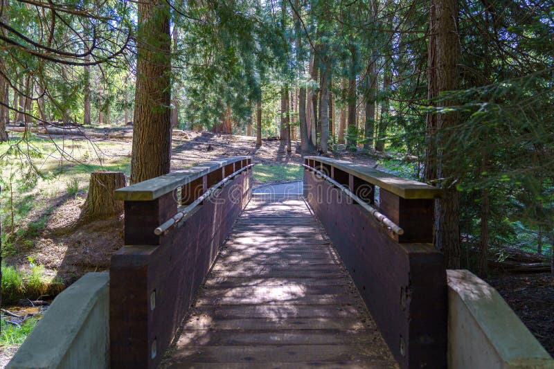 Wooden Bridge Path in a Forest with Trees on Both Sides Stock Image ...
