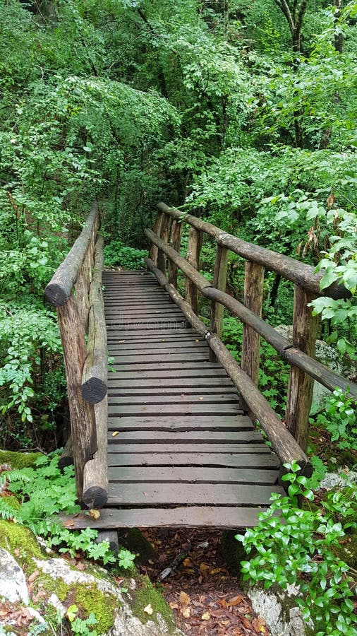 Wooden Bridge and Path in the Forest Stock Photo - Image of moss, green ...