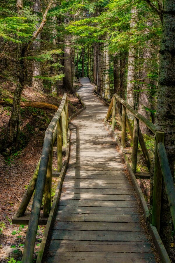 Wooden Bridge Pathway among Pine Forest Stock Image - Image of stream ...