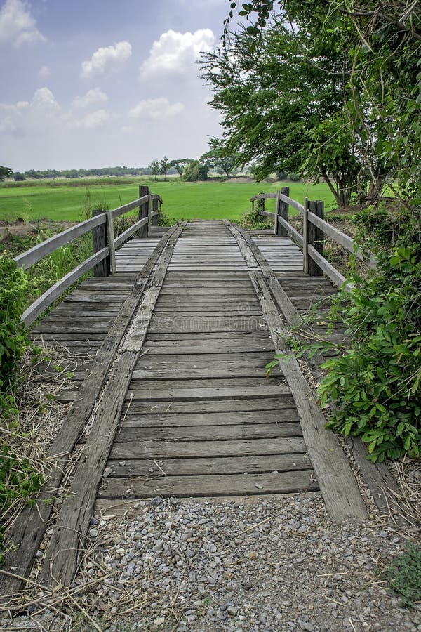 Wooden Bridge in the Rice Field. Stock Photo - Image of field, wood ...