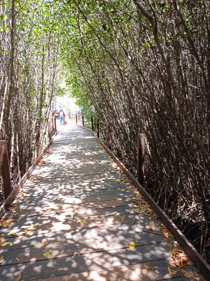 Wooden Bridge Shaded by Beautiful Mangrove Trees Stock Image - Image of ...
