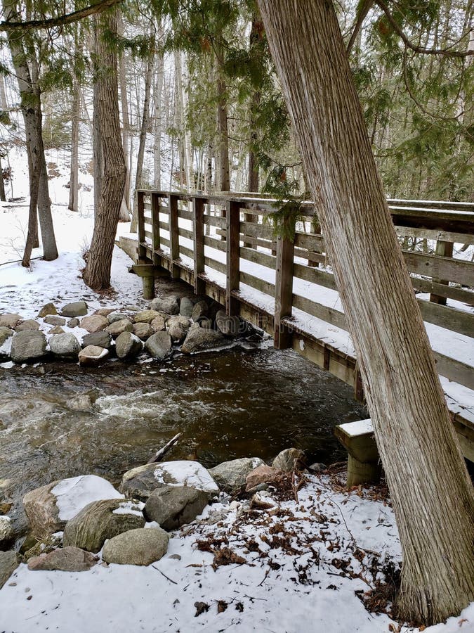 Wooden Bridge Spanning Flowing River between Eastern White Cedars ...