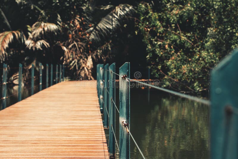 A wooden bridge in a swamp stock photo. Image of marshland - 120390560
