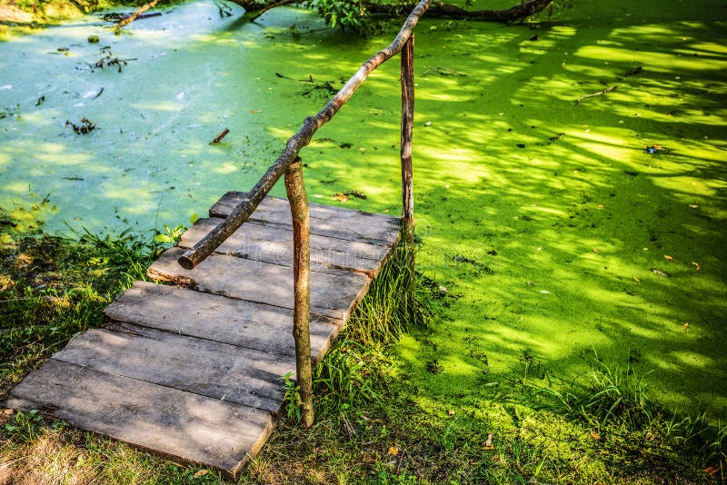 Wooden Bridge in Swamp with Duckweed Stock Photo - Image of nature ...