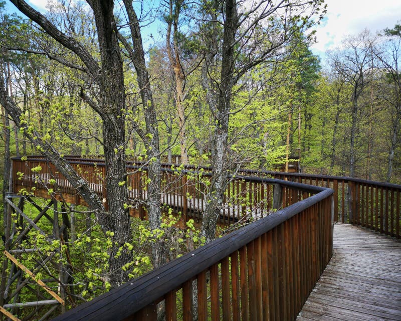 Wooden Bridge at Tree Top Height in Austria Stock Image - Image of ...