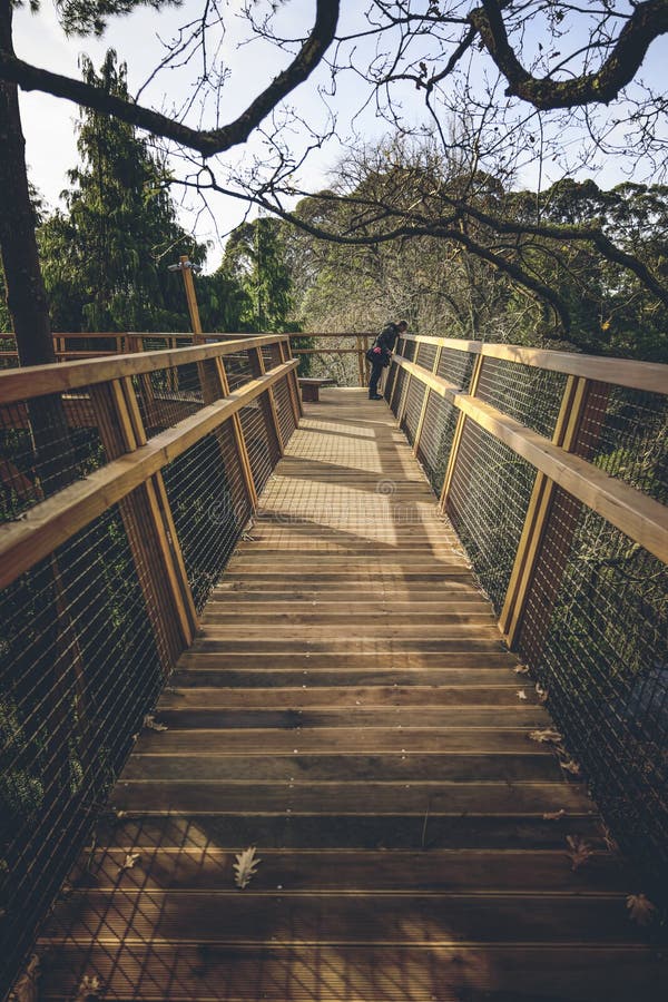 Wooden Bridge through the Trees Stock Image - Image of senicview ...