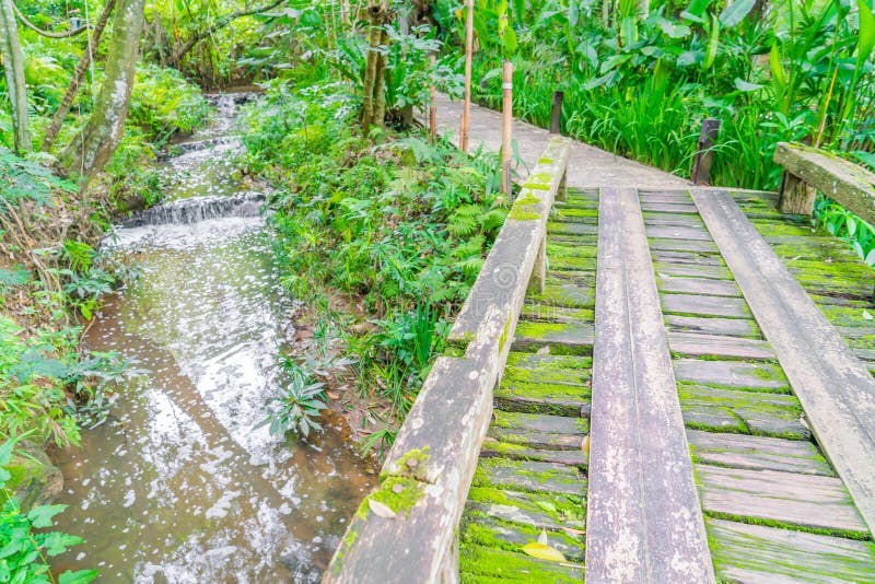 Wooden Bridge in Tropical Green Forest Covered with Moss . Stock Photo ...