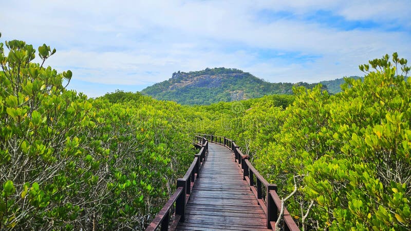 Wooden Bridge Walk Way in Mangrove Forest with Mountain View Stock ...