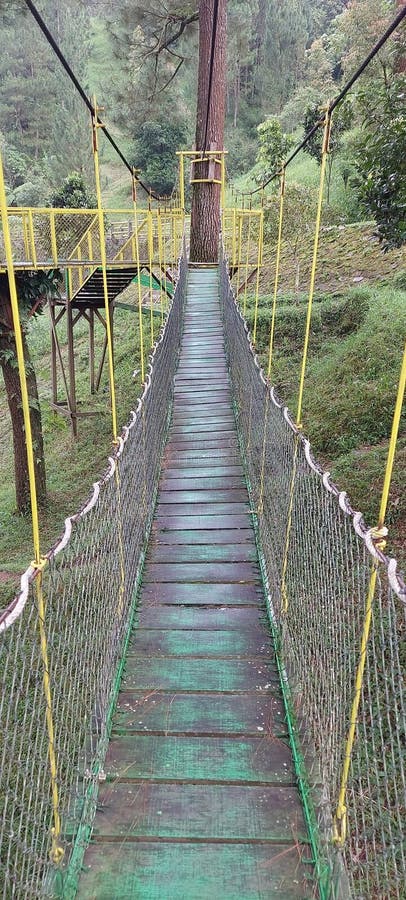 Wooden Brige in the Tropical Forest Stock Photo - Image of woode ...