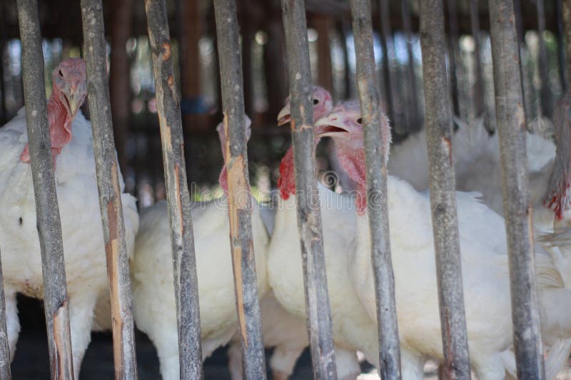 Wooden Cage for Raising Turkeys Stock Image - Image of cute, graphic ...