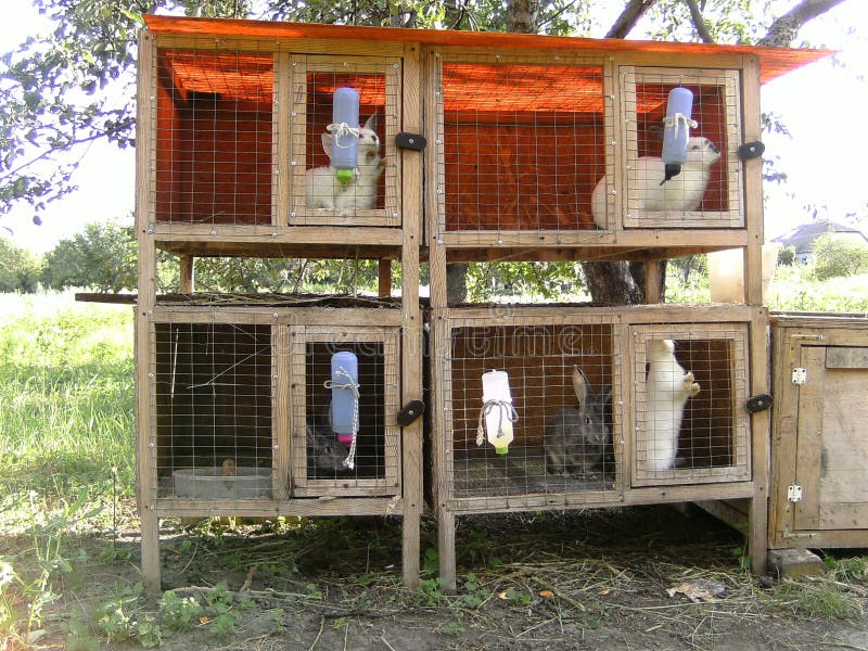 Cages with rabbits stock image. Image of animal, animals - 254050949