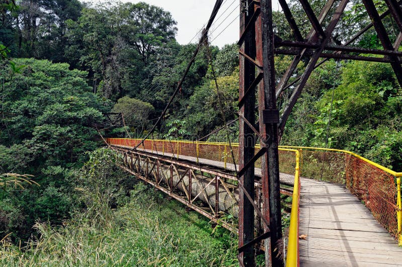 Wooden Canopy Walkway Connected Two Sides of the Forest Stock Image ...