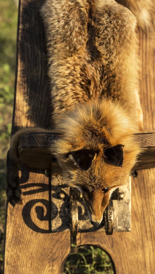 Wooden Chair with Dead Fox Fur Stock Image - Image of seat, foreleg ...