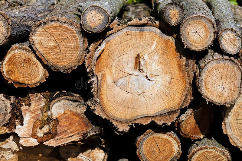Wooden chumps stock photo. Image of wooden, organic, plant - 75968266