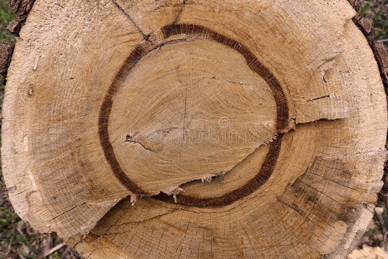 Wooden Circle with a Split Log. Tree Structure Stock Photo - Image of ...