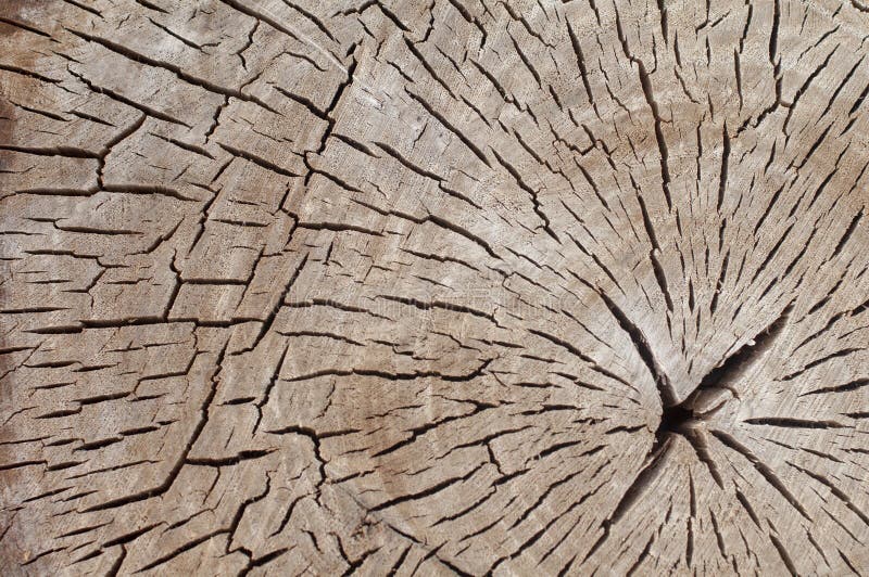 Wooden Circle of the Tree with Rings.Old Tree Stock Image - Image of ...