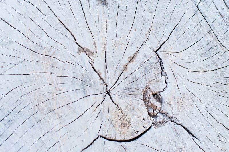 Wooden core stock photo. Image of natural, lumber, clear - 11534792