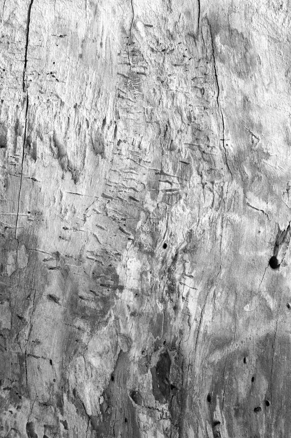 Wooden core stock photo. Image of natural, lumber, clear - 11534792