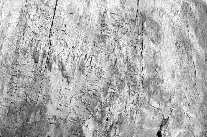 Wooden core stock photo. Image of natural, lumber, clear - 11534792