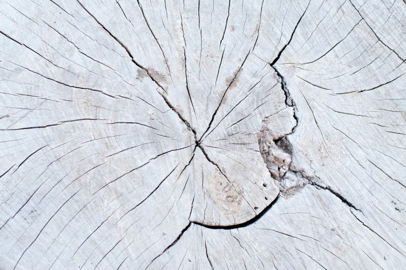 Wooden core stock photo. Image of natural, lumber, clear - 11534792