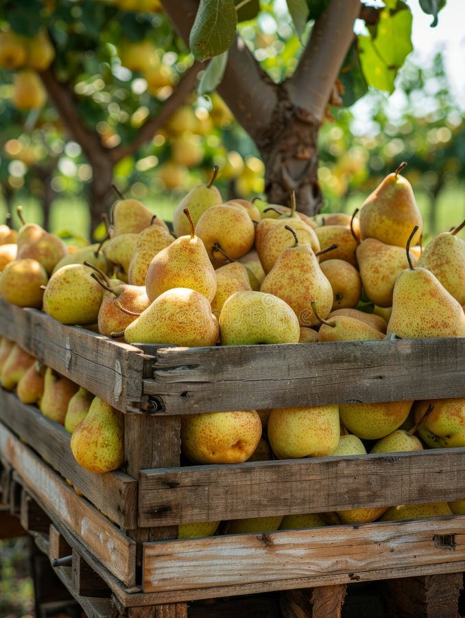 Wooden Crate Filled with Ripe Pears in Orchard. Stock Photo - Image of ...