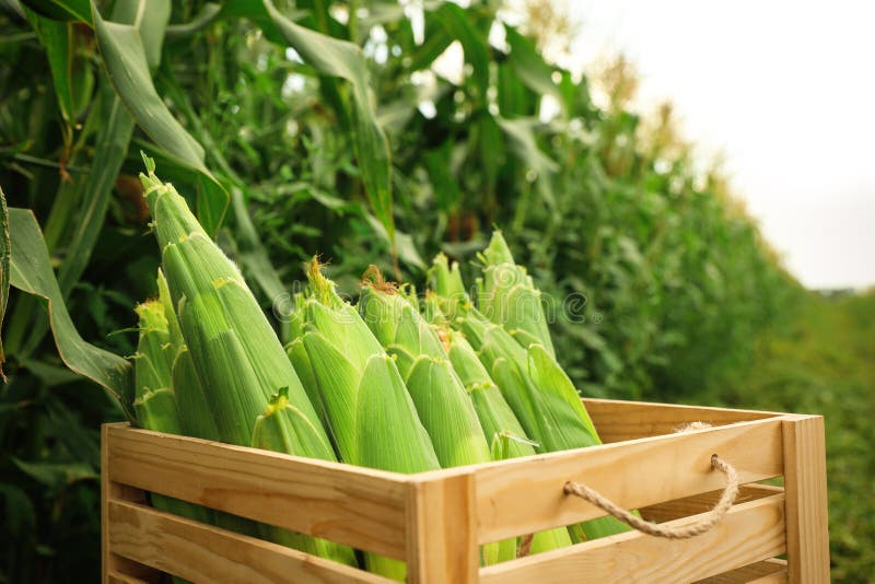 Wooden Crate with Fresh Ripe Corn Stock Image - Image of fresh, field ...
