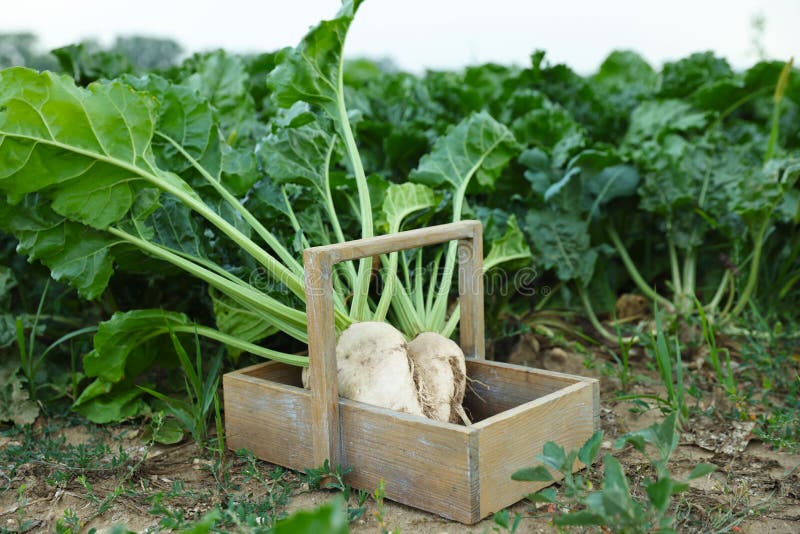 Wooden Crate with Fresh White Beet Plants in Field Stock Image - Image ...