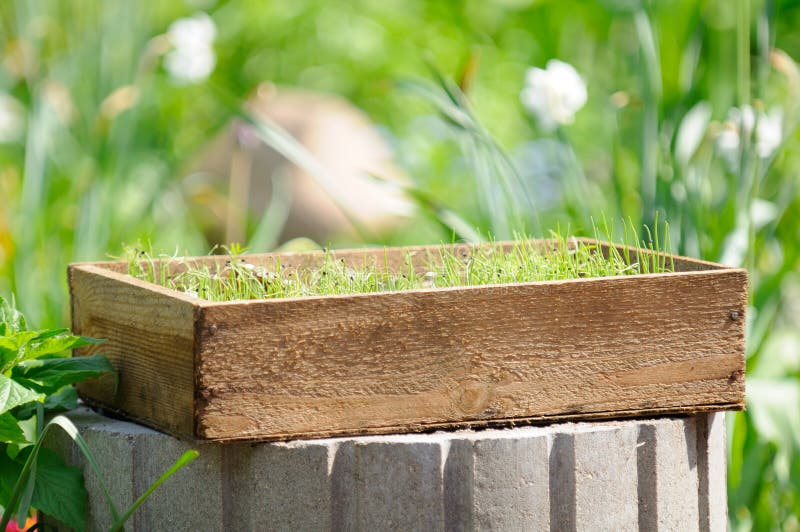 Wooden Crate with Seedlings in the Yard Stock Photo - Image of growing ...