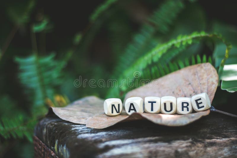 Wooden Cube Written NATURE on Leaf Stock Photo - Image of cubes, letter ...