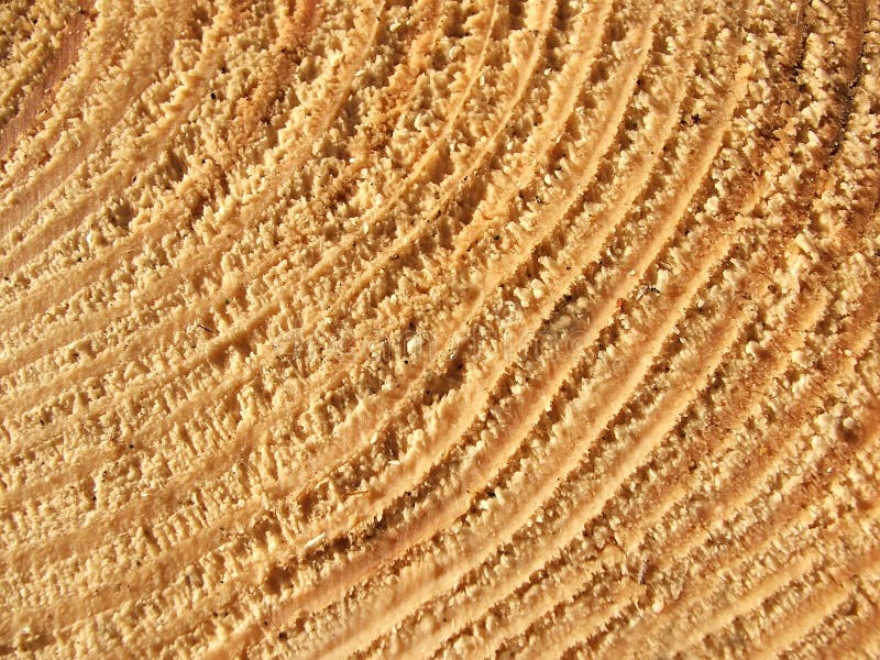 Wooden cut texture stock photo. Image of pattern, forest - 4427082