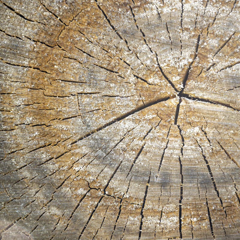 Wooden cut texture stock image. Image of industry, aged - 226307593