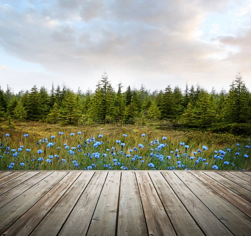 Wooden Deck with Forest Trees and Flowers Stock Image - Image of patio ...
