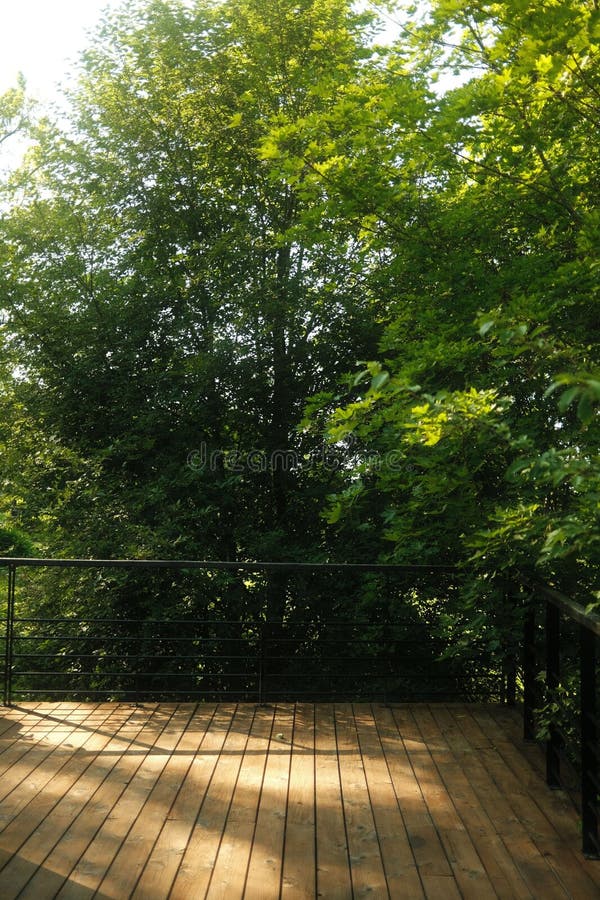Wooden Deck Surrounded by Trees in a Tranquil Outdoor Setting. Stock ...