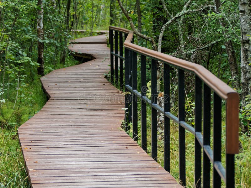 Wooden Decking on an Ecological Path in the Forest. Stock Photo - Image ...
