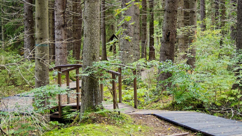 Wooden Decking on an Ecological Trail. Stock Image - Image of forest ...