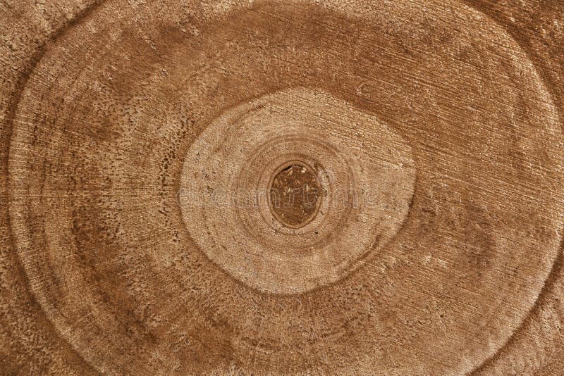 Wooden Detailed Texture of Cut Tree Trunk Cross-section or Stump. Brown ... Wooden Detailed Texture of Cut Tree Trunk Cross-section or Stump. Brown ...