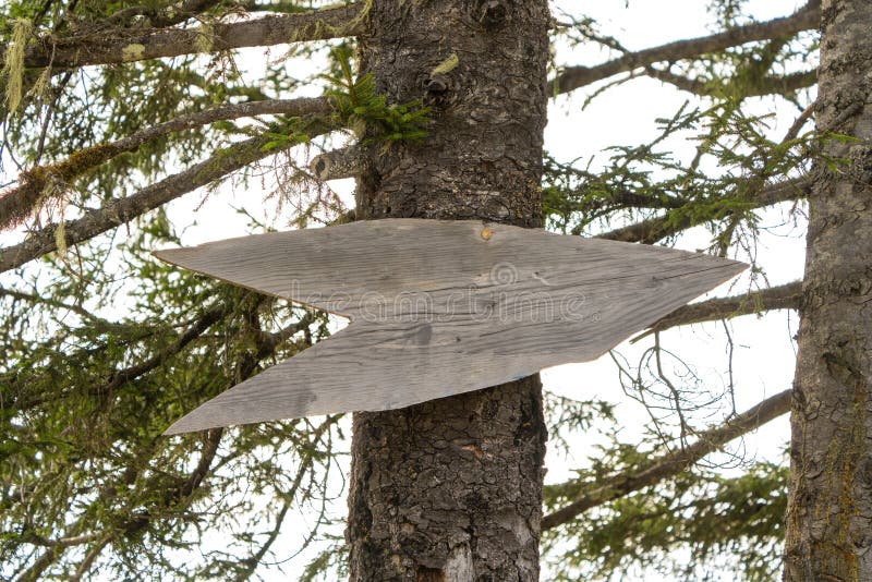 Wooden Directional Sign Attached To a Pine Tree Stock Image - Image of ...