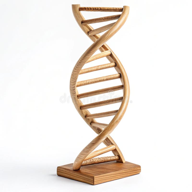 Wooden DNA Double Helix Isolated on Transparent Background Stock ...