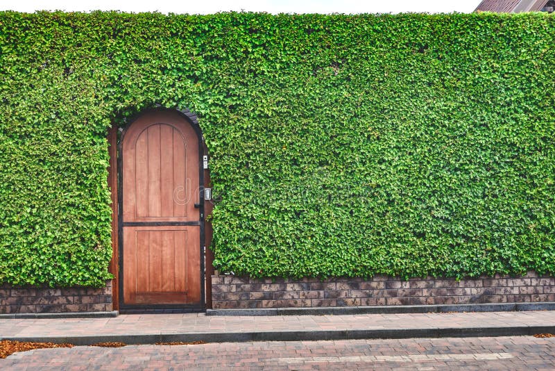 Wooden Door, Illuminated by the Sun, in the High Hedges. Texture ...