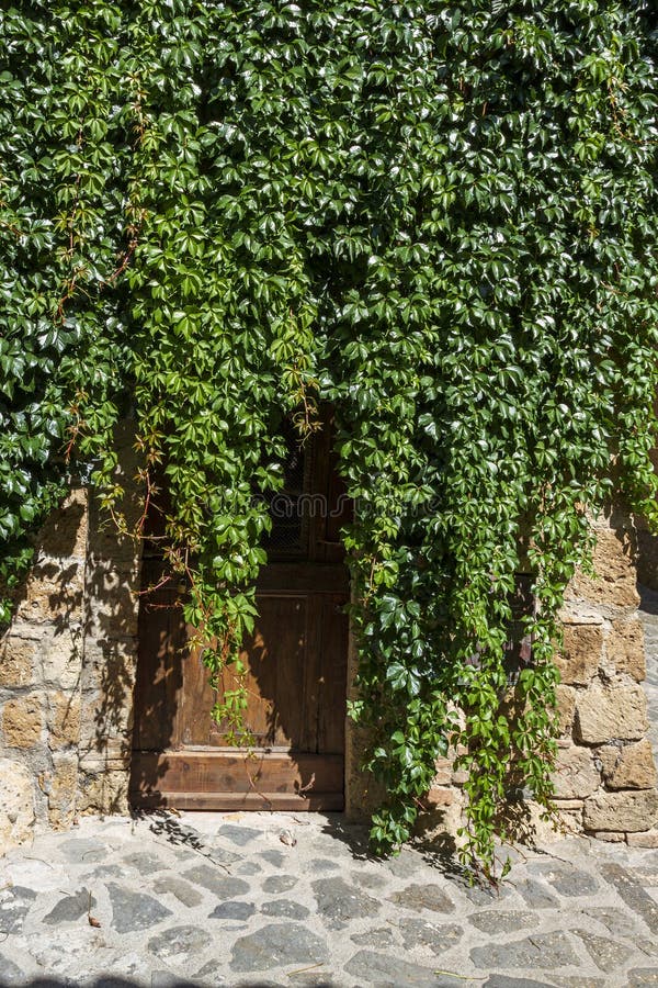 Wooden door with vines stock photo. Image of residential - 167656260